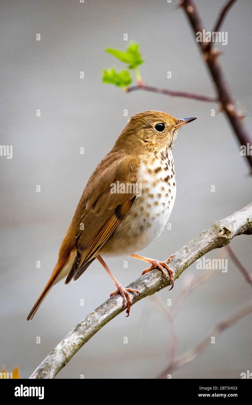 Cute Hermit Thrush bird close up portrait in spring Stock Photo - Alamy