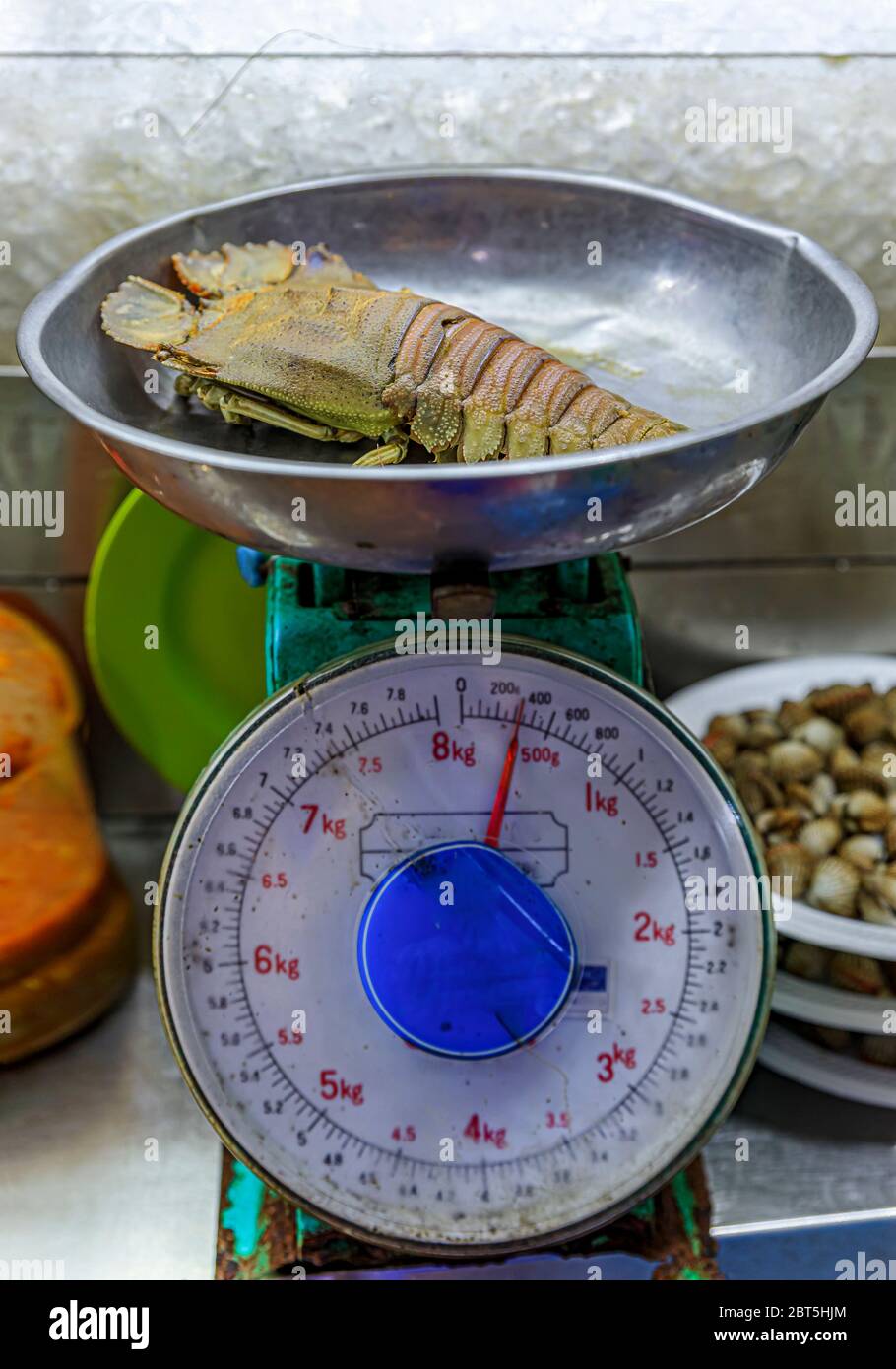 Oriental slipper lobster Thenus orientalis known as flathead lobster or ...