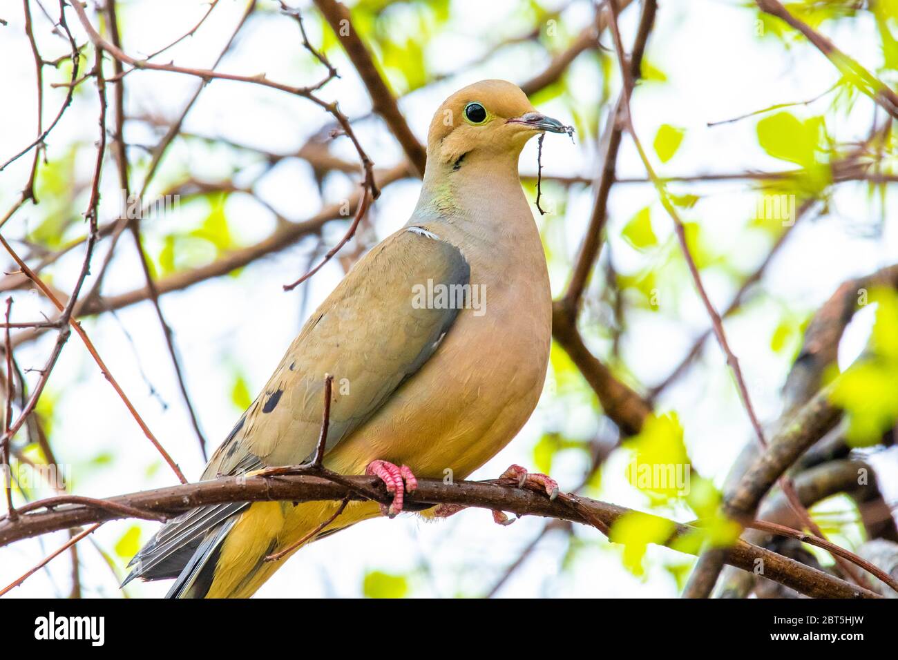 Cute mourning dove portrait close up in spring day Stock Photo - Alamy