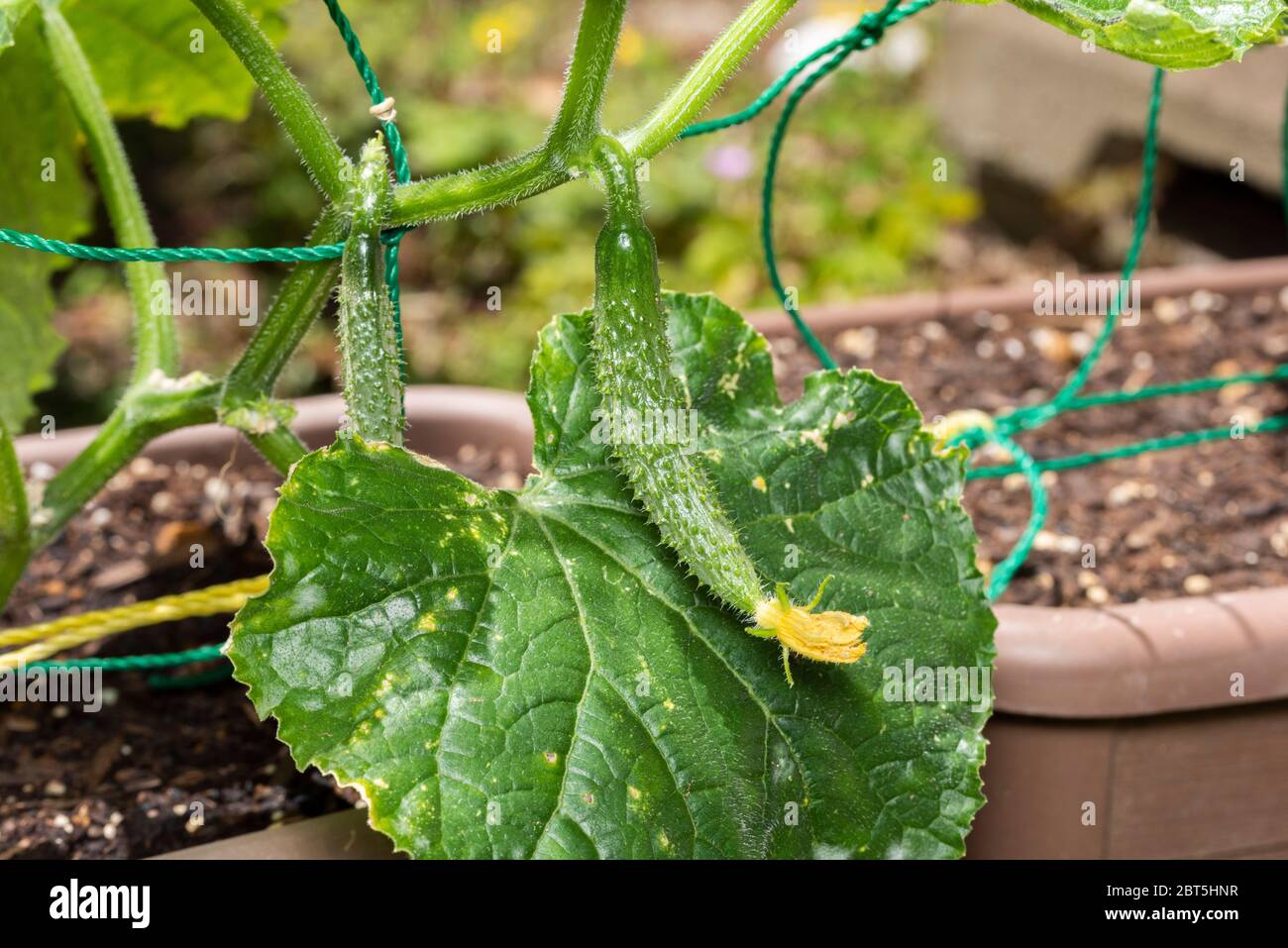 Flower of Cucumber (Cucumis sativus) , Isehara City, Kanagawa ...