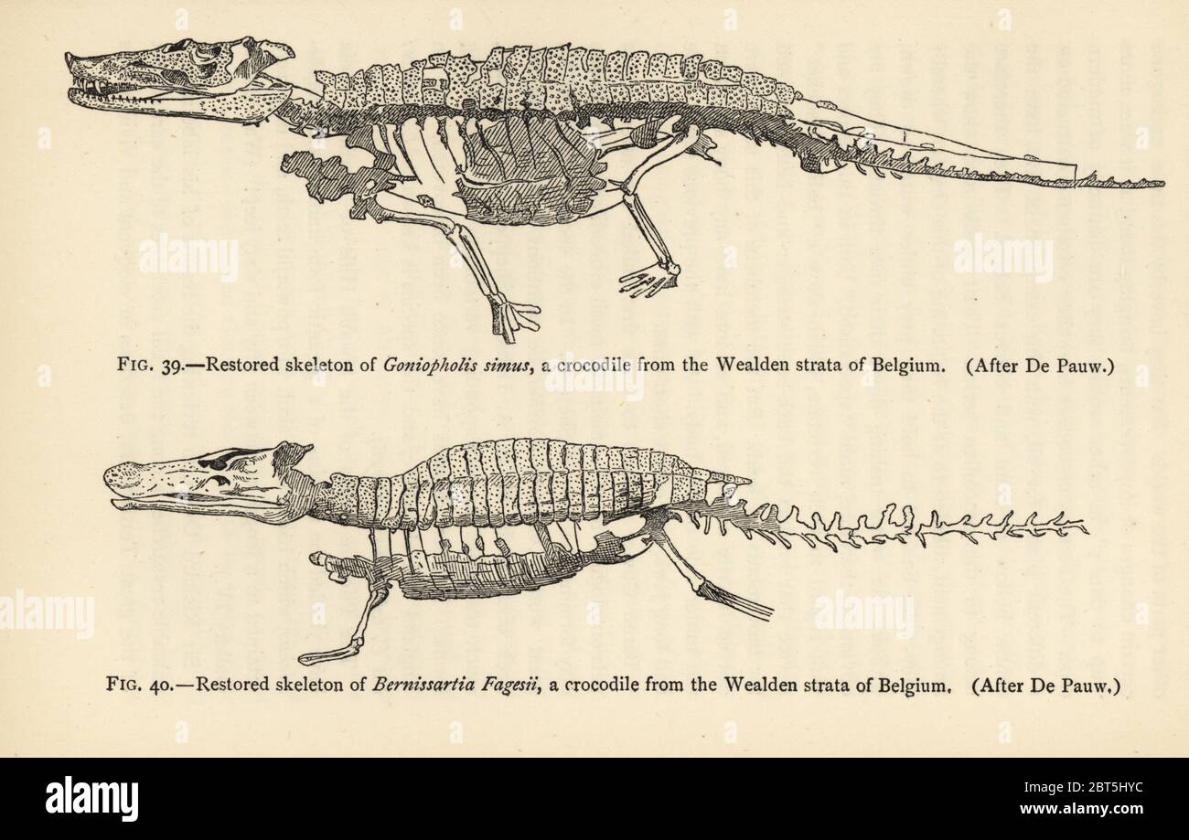 Victorian engraving skeleton hi-res stock photography and images - Alamy