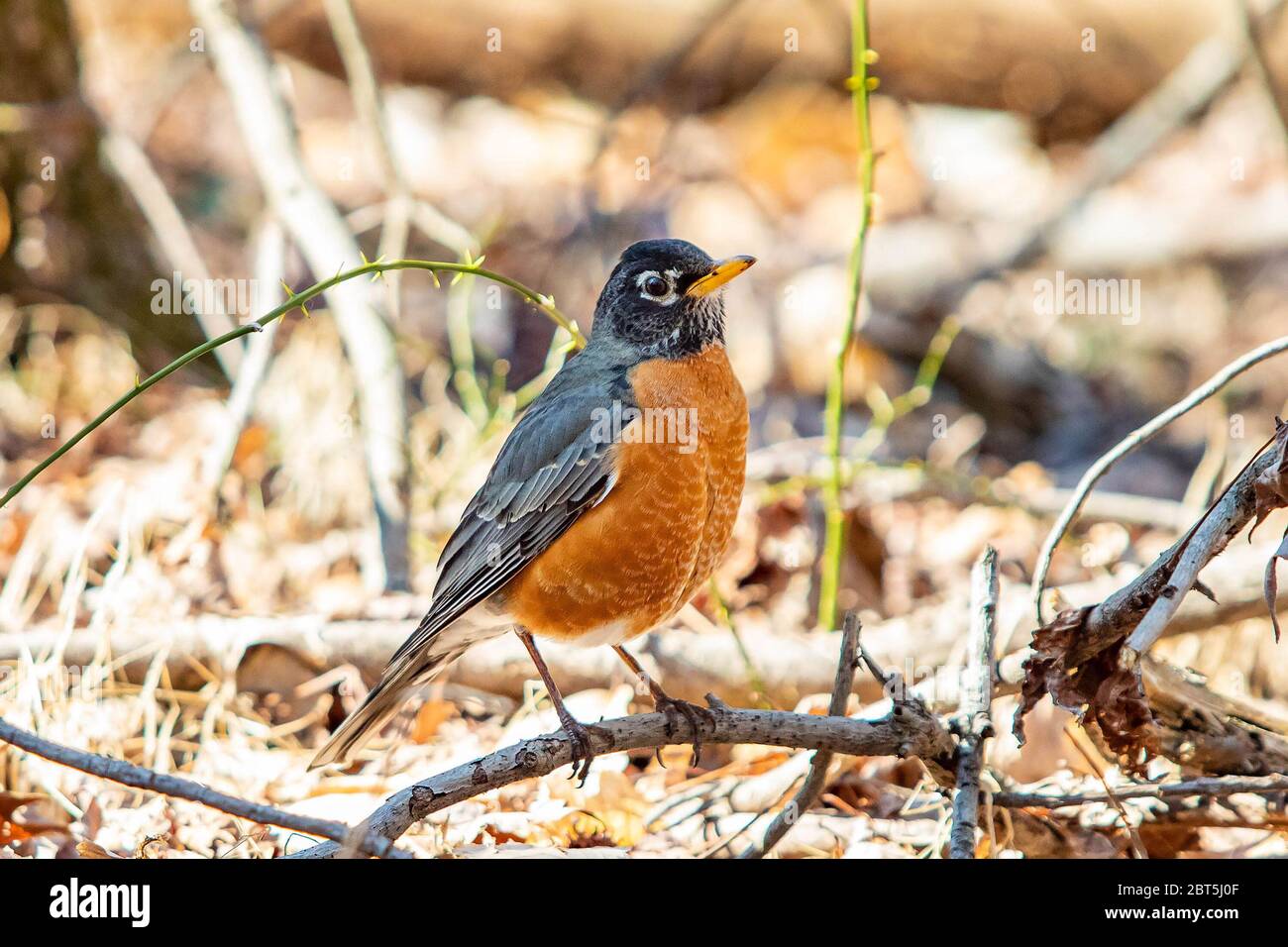 Cute robin hi-res stock photography and images - Alamy