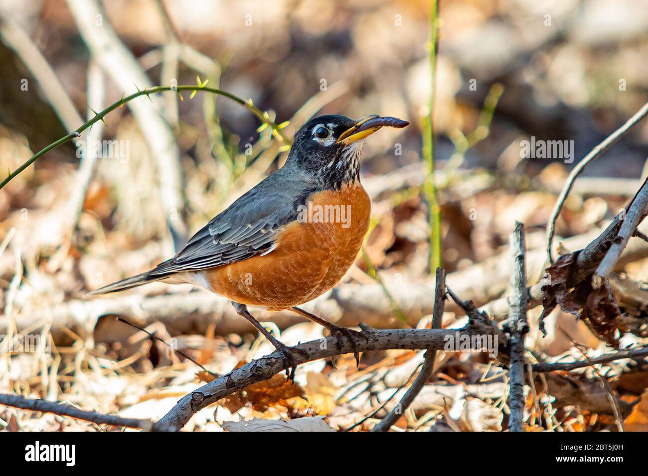 Cute robin bird close up portrait in spring day Stock Photo - Alamy