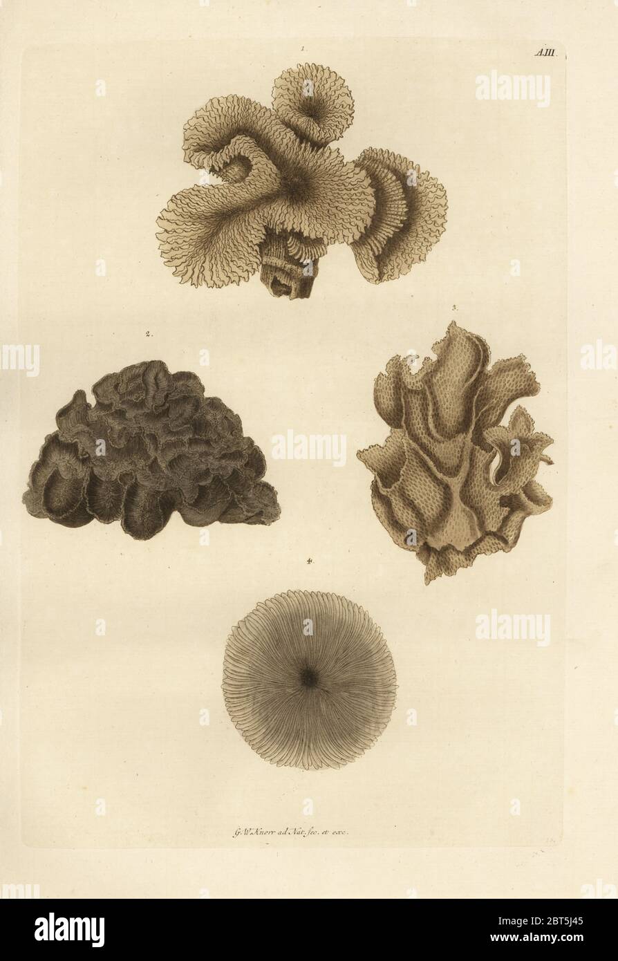 Mushroom coral species: Amaranthus saxeus 1, Meandrina meandrites 2 ...