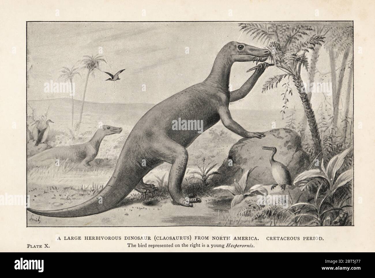 Hadrosaurus agilis hi-res stock photography and images - Alamy