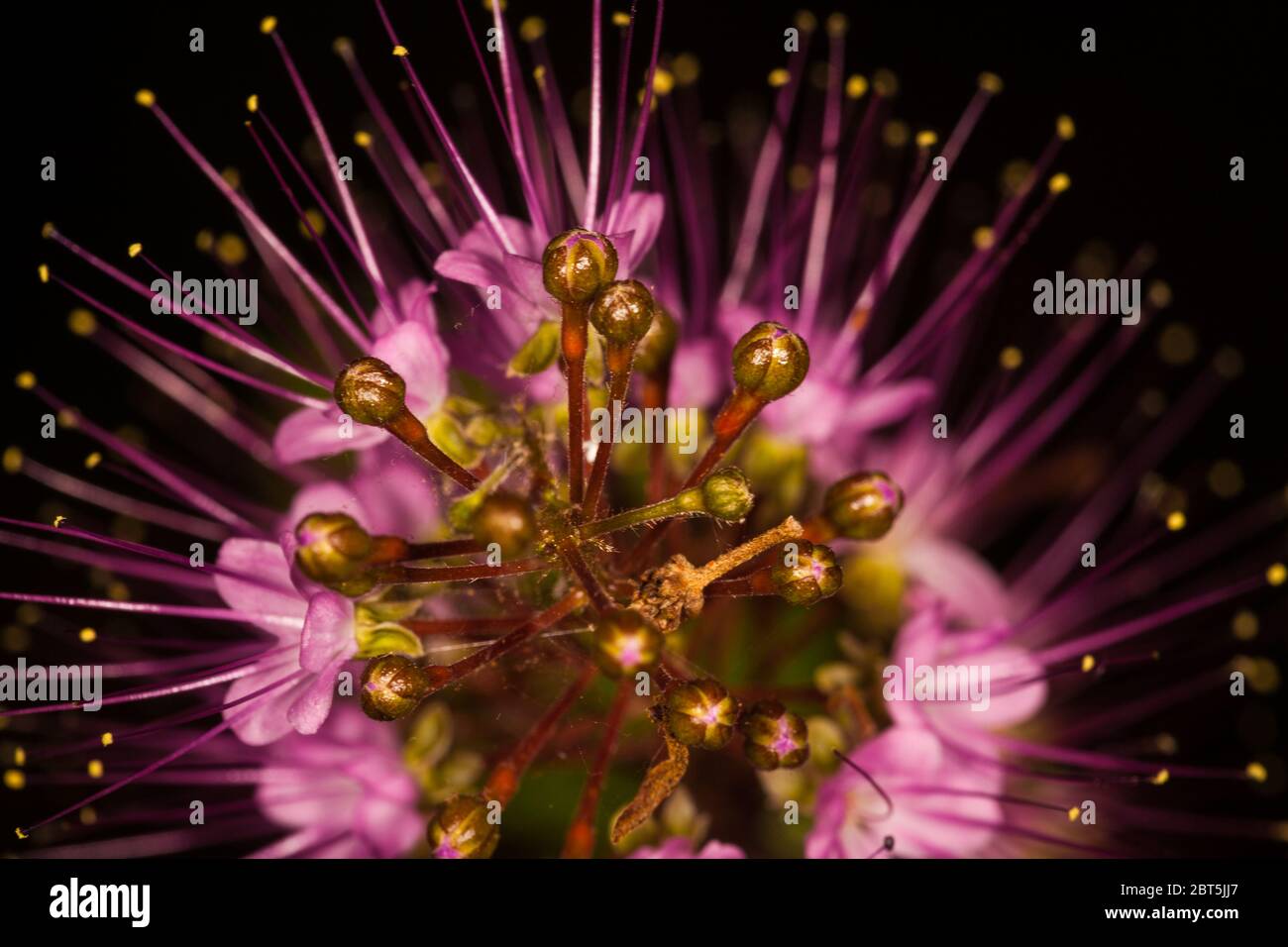 Details on a colorful flower in the lush rainforest of Cerro Hoya ...