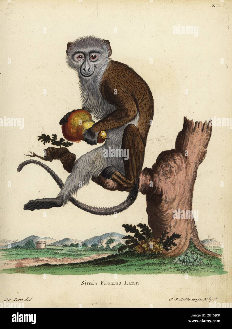 Simia faunus linn hi-res stock photography and images - Alamy