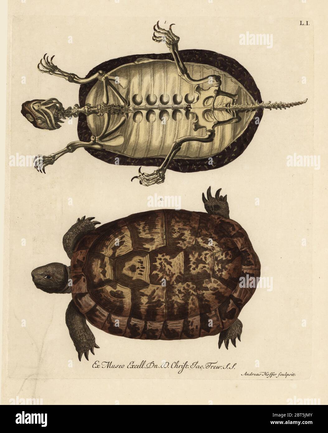 Squelette de terre hi-res stock photography and images - Alamy