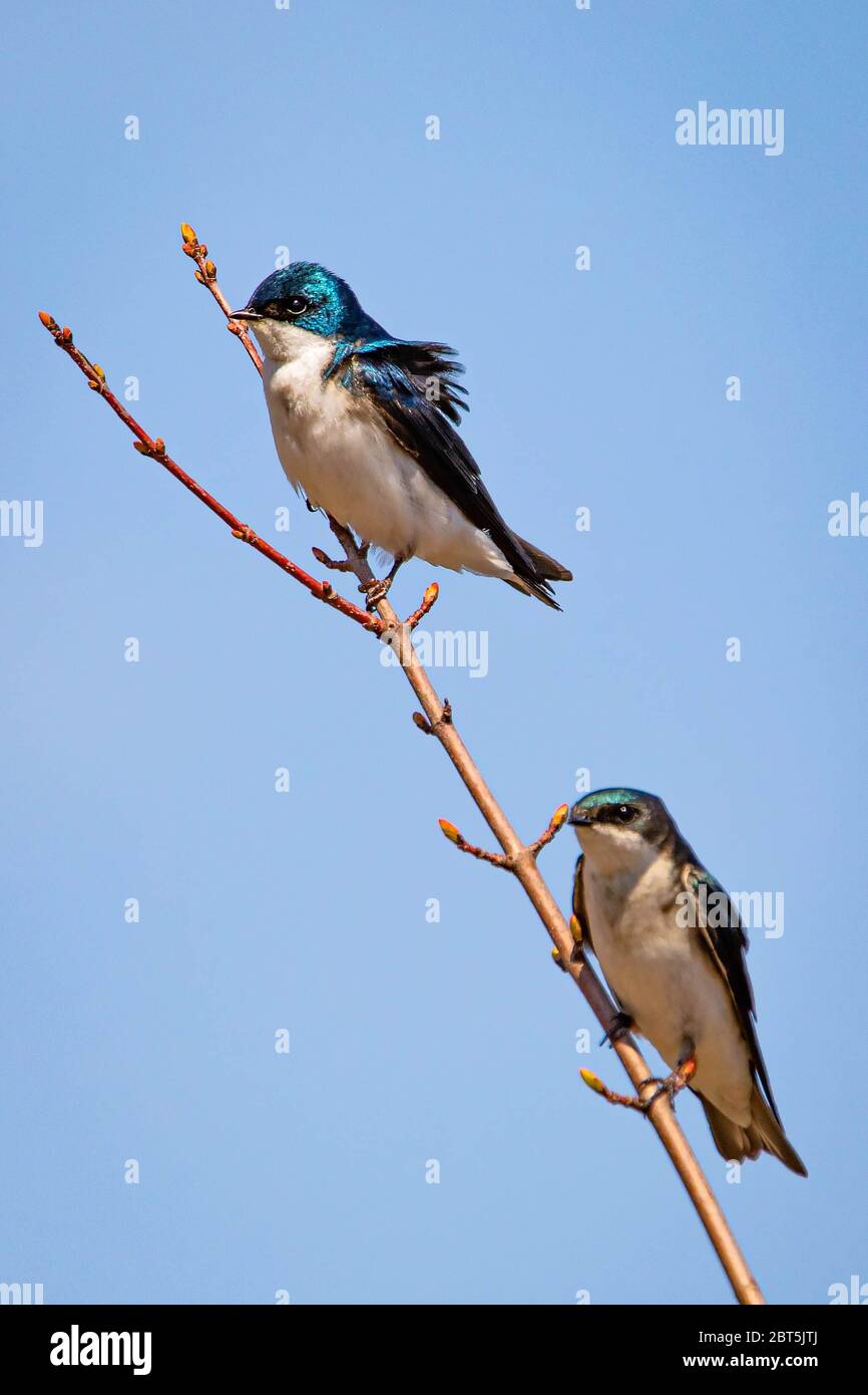 Couple mating hi-res stock photography and images - Alamy