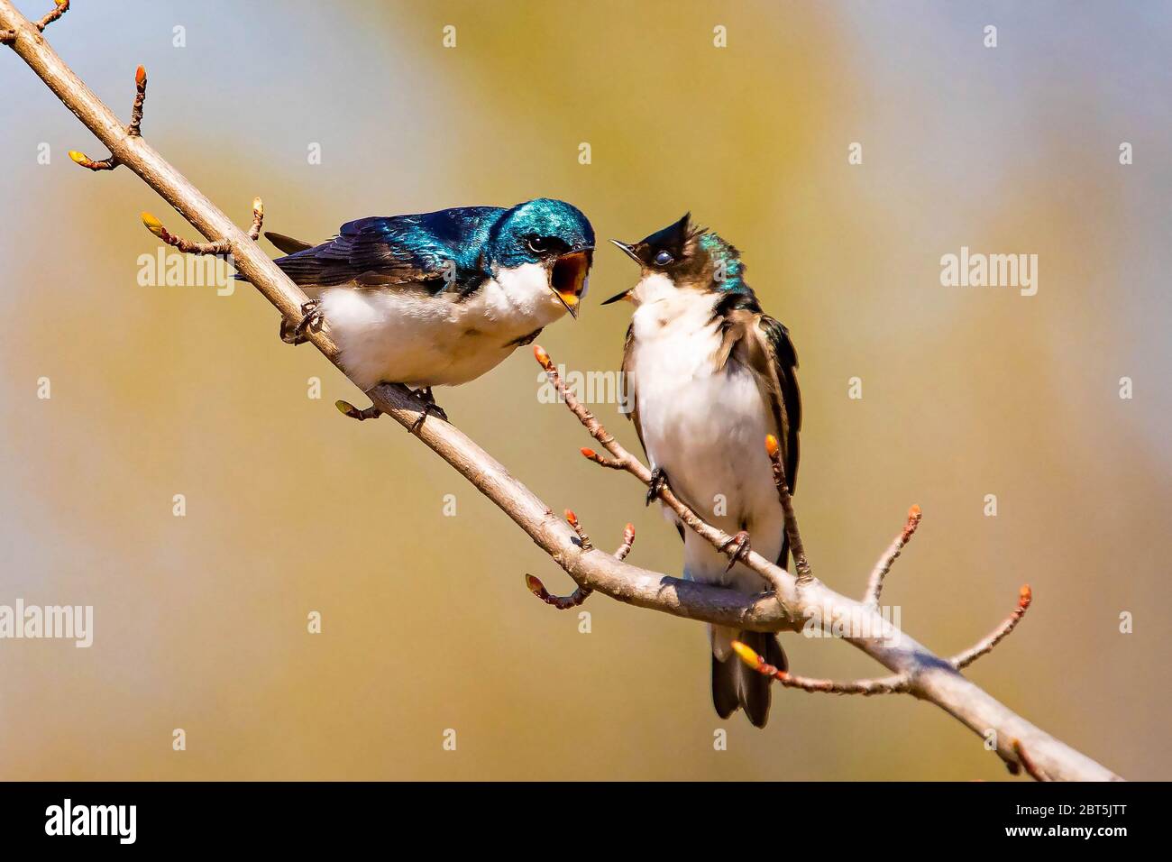 Cute tree swallow birds couple mating close up portrait in spring day ...