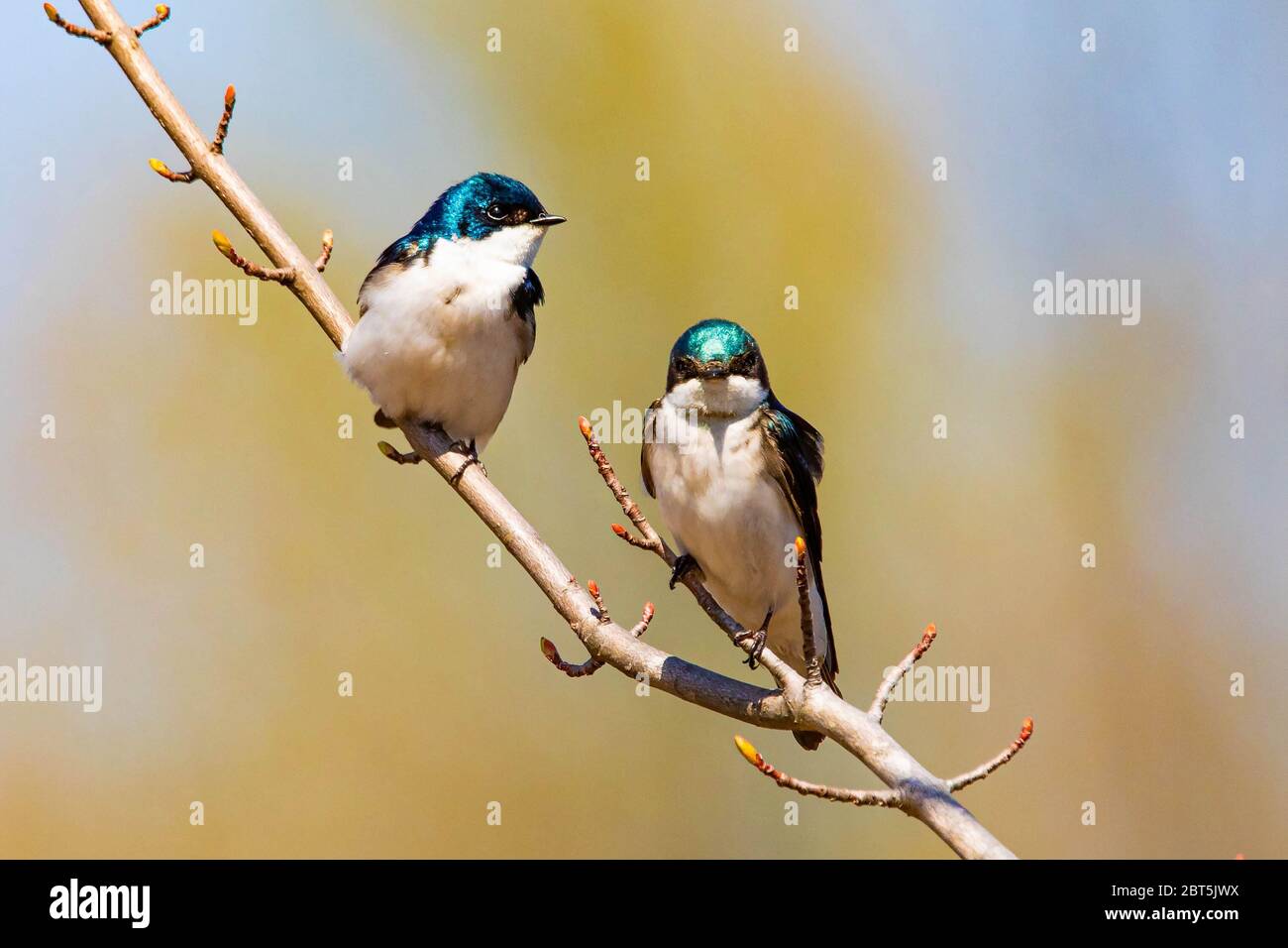 Couple mating hi-res stock photography and images - Alamy