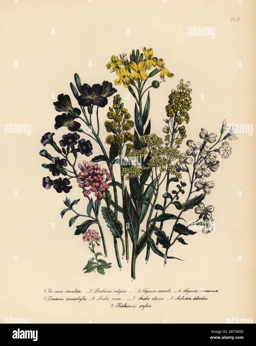 Dentaria pentaphylla hi-res stock photography and images - Alamy