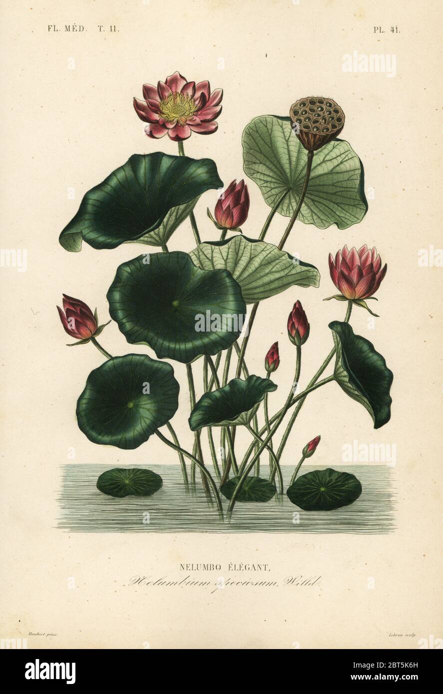 Indian lotus, Nelumbo nucifera, Nelumbium speciosum, Nelumbo elegant ...