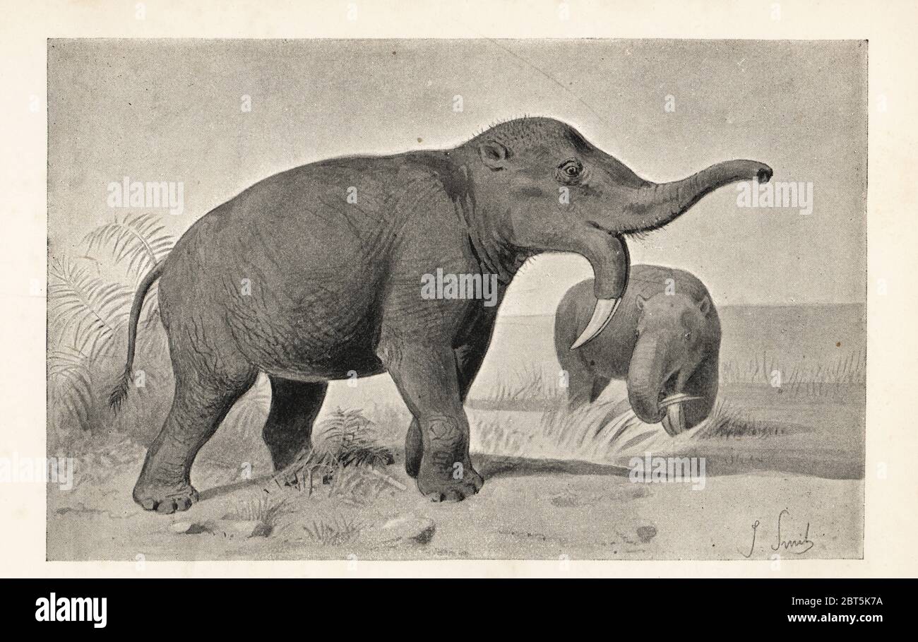 An ancient elephantine monster, Dinotherium giganteum, Miocene Period ...