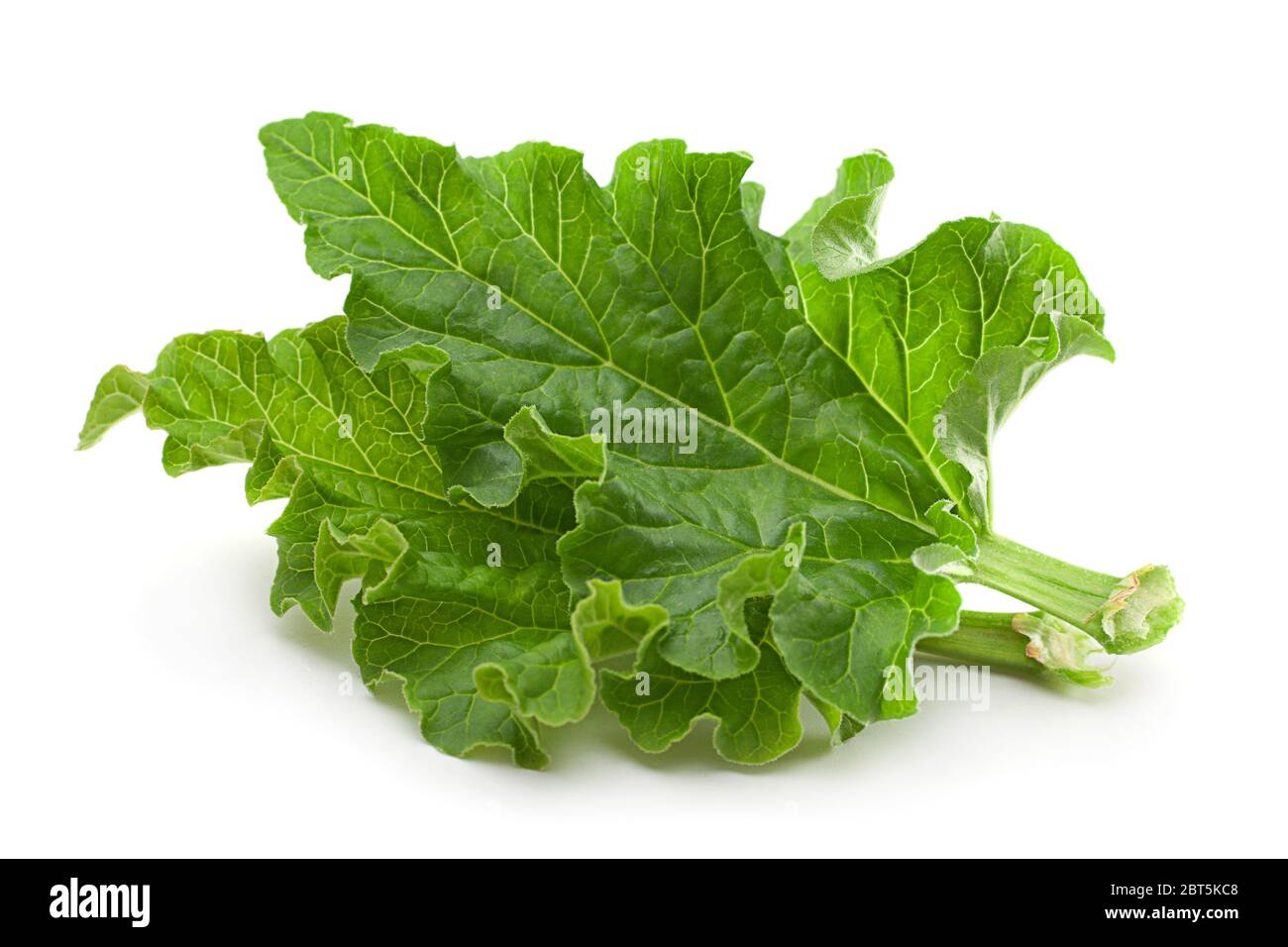 Rhubarb leaf closeup isolated on white background Stock Photo - Alamy