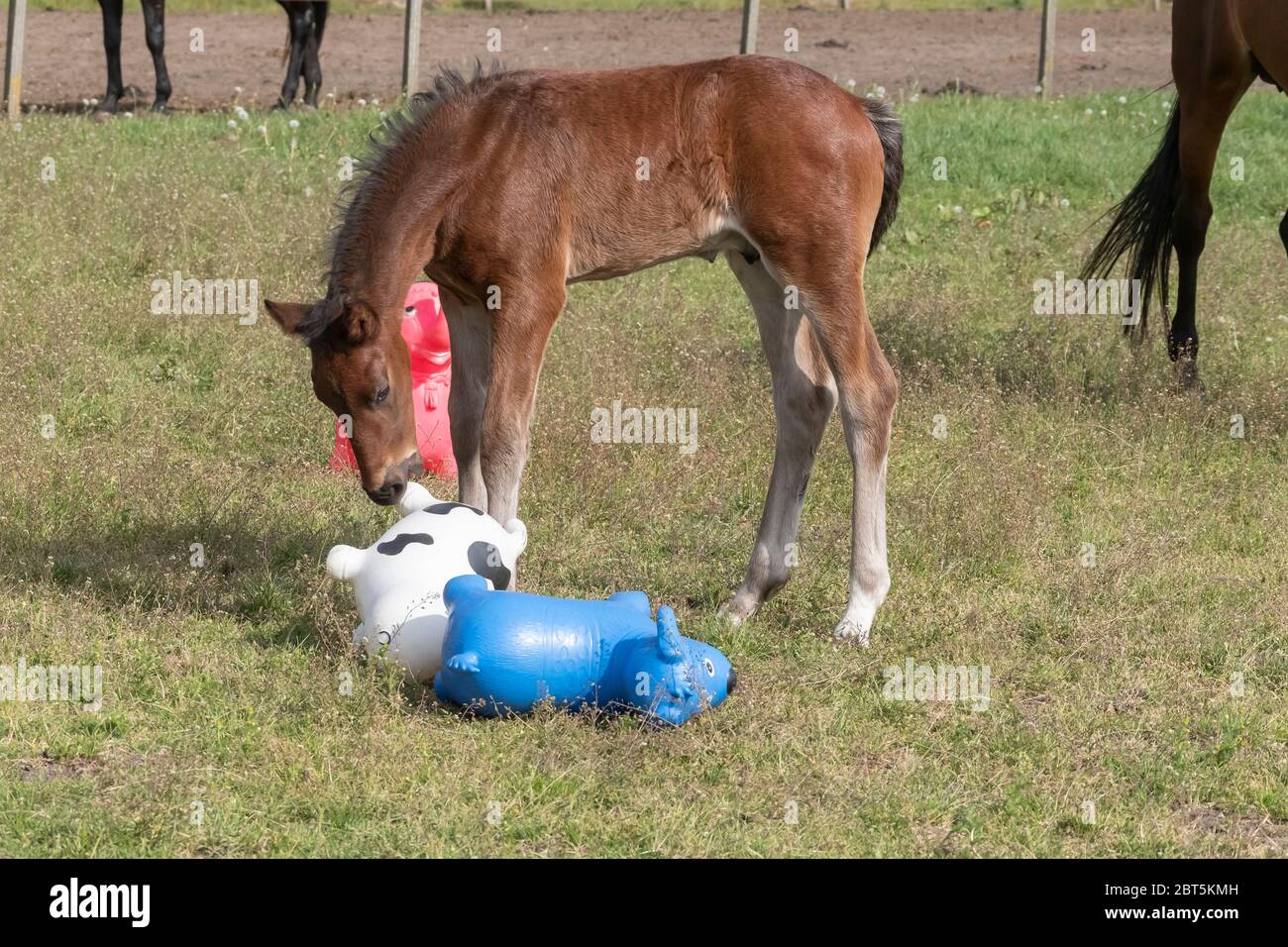 Brown stallion foal is playing with brightly colored rubber inflatable ...