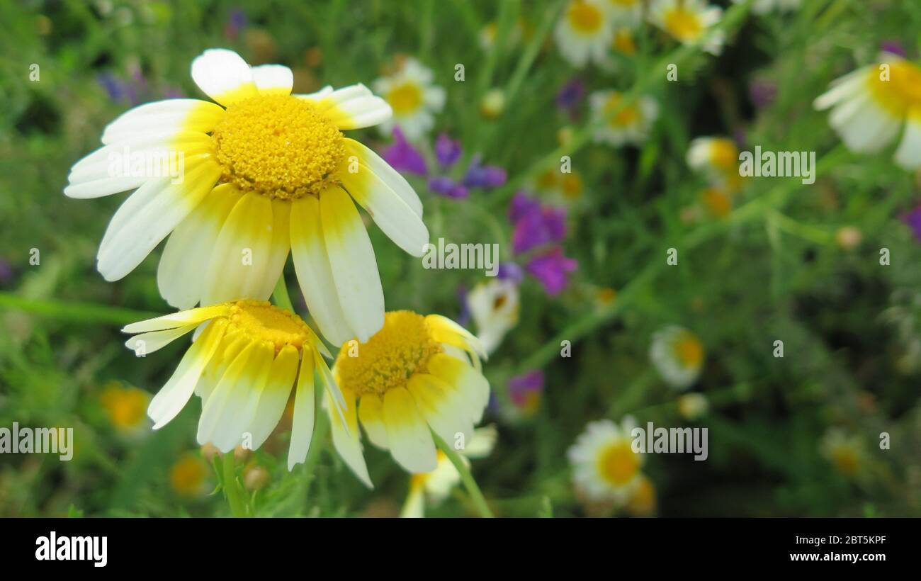 Pollen daisy like flowers hi-res stock photography and images - Alamy