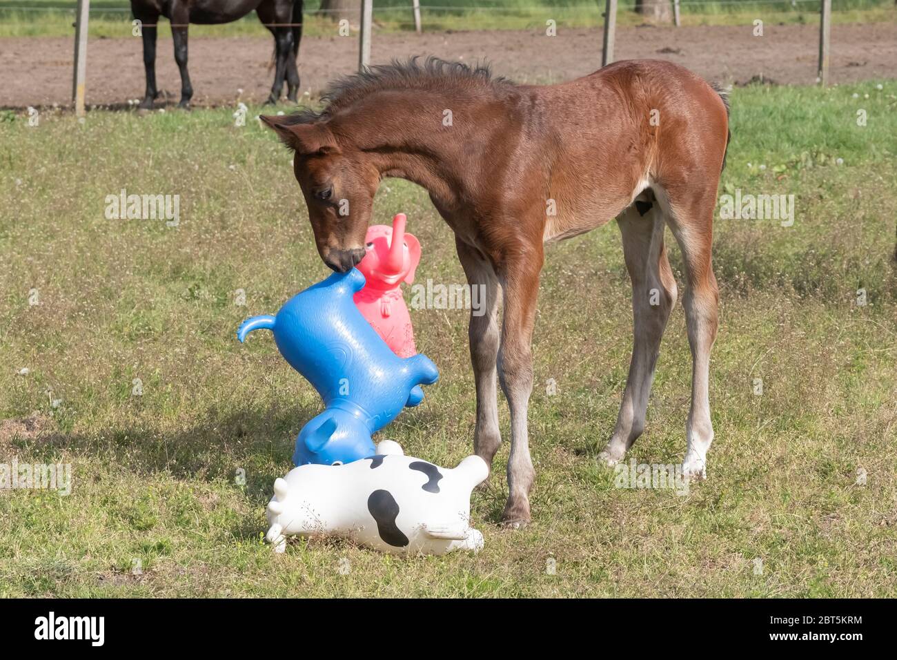 Brown stallion foal is playing with brightly colored rubber inflatable ...