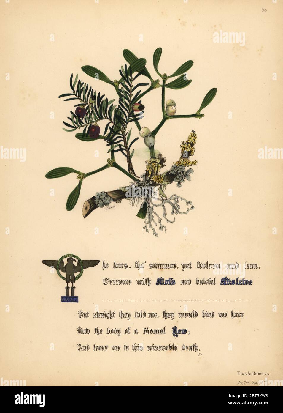 Moss, Mistletoe and Yew (Titus Andronicus). Handcoioured botanical ...
