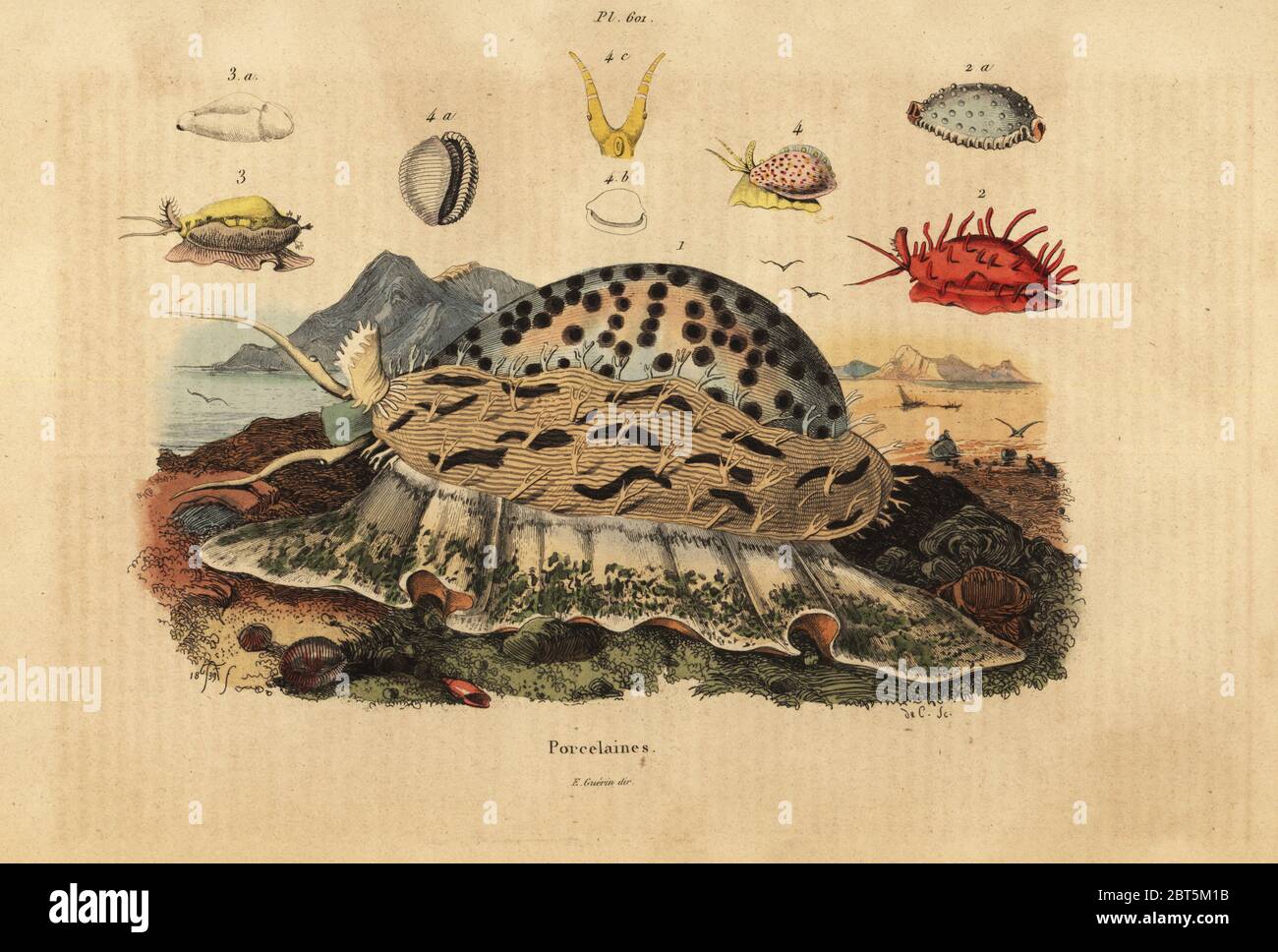 Cowrie shell money hi-res stock photography and images - Alamy