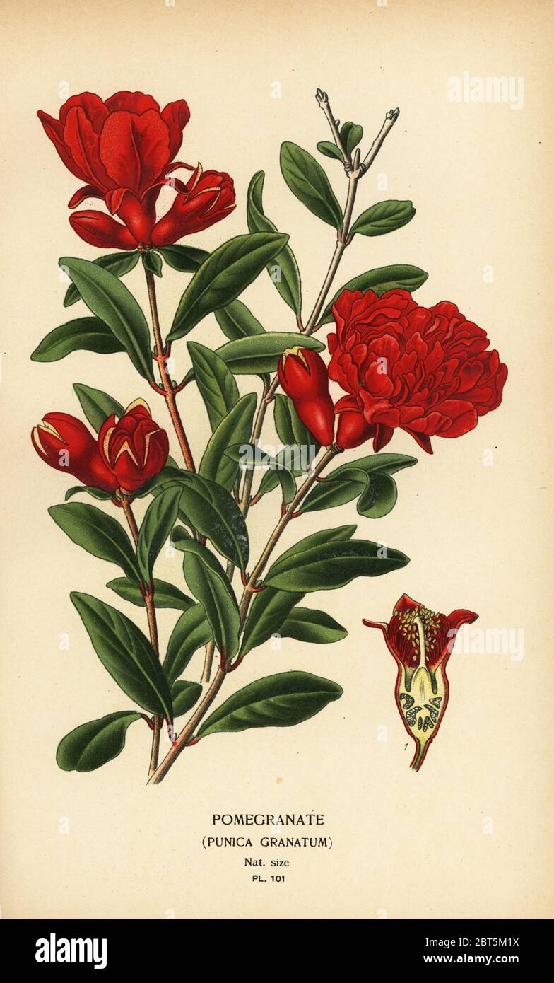 Pomegranate, Punica granatum. Chromolithograph from an illustration by ...