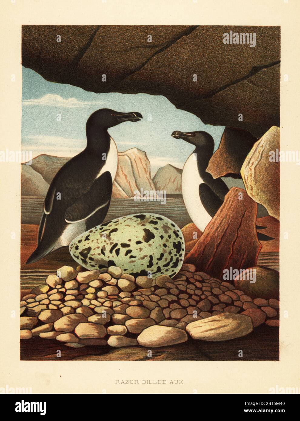 Thomas Sheppard High Resolution Stock Photography and Images - Alamy