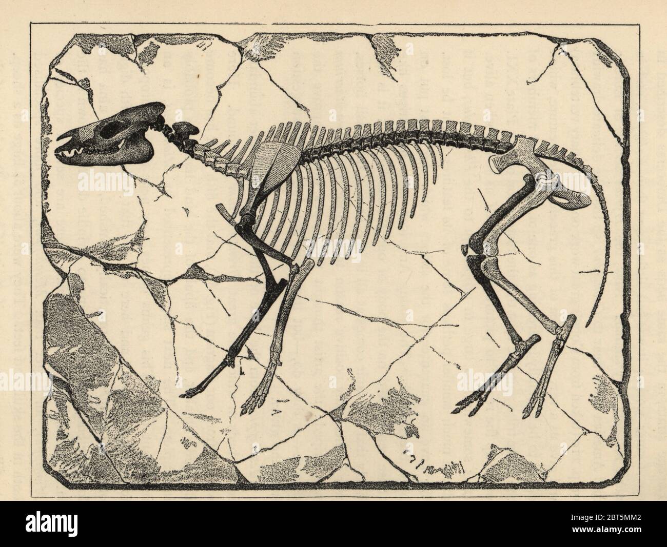 Extinct drinker hi-res stock photography and images - Alamy