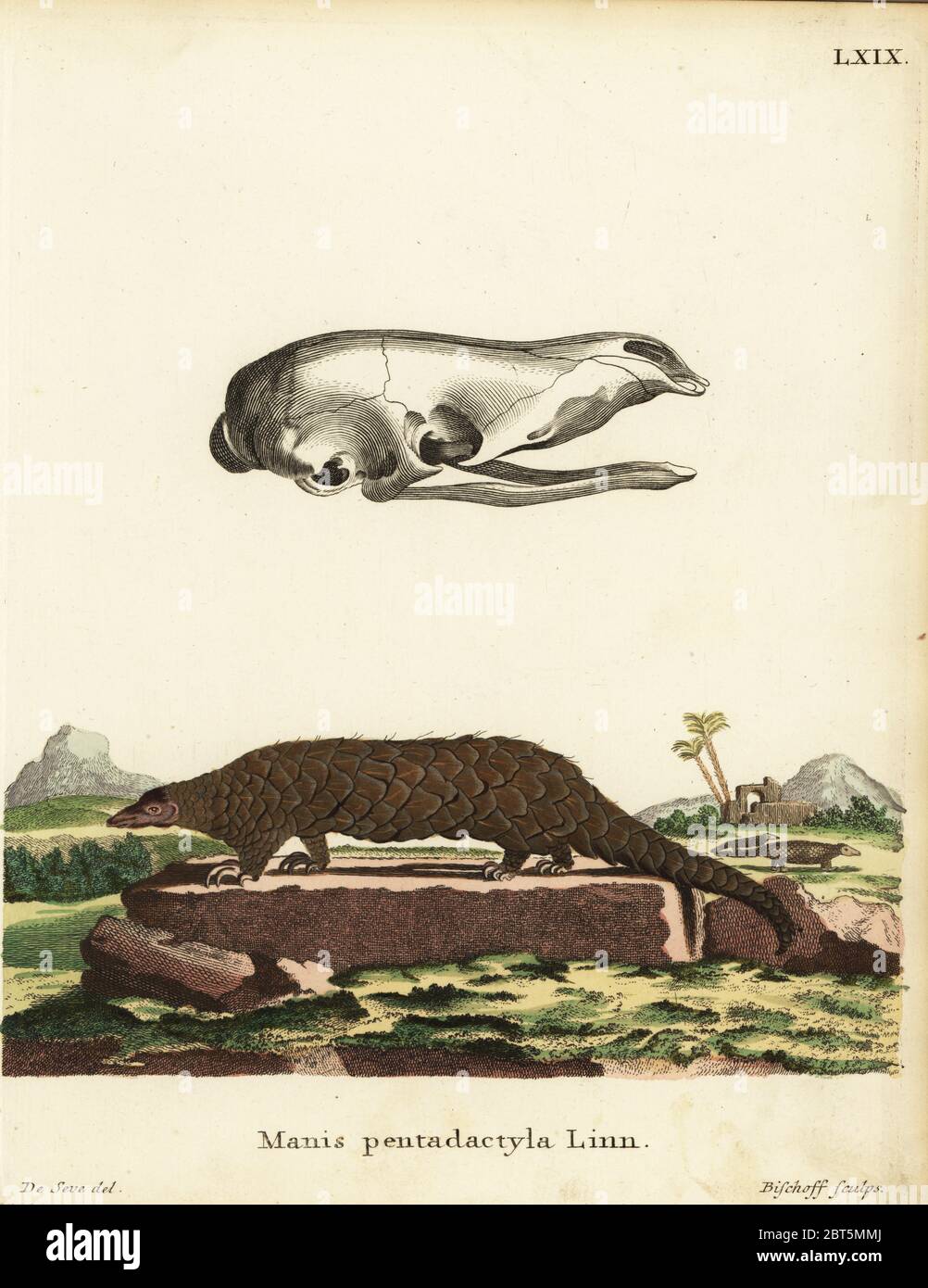 Chinese pangolin, Manis pentadactyla. Critically endangered ...