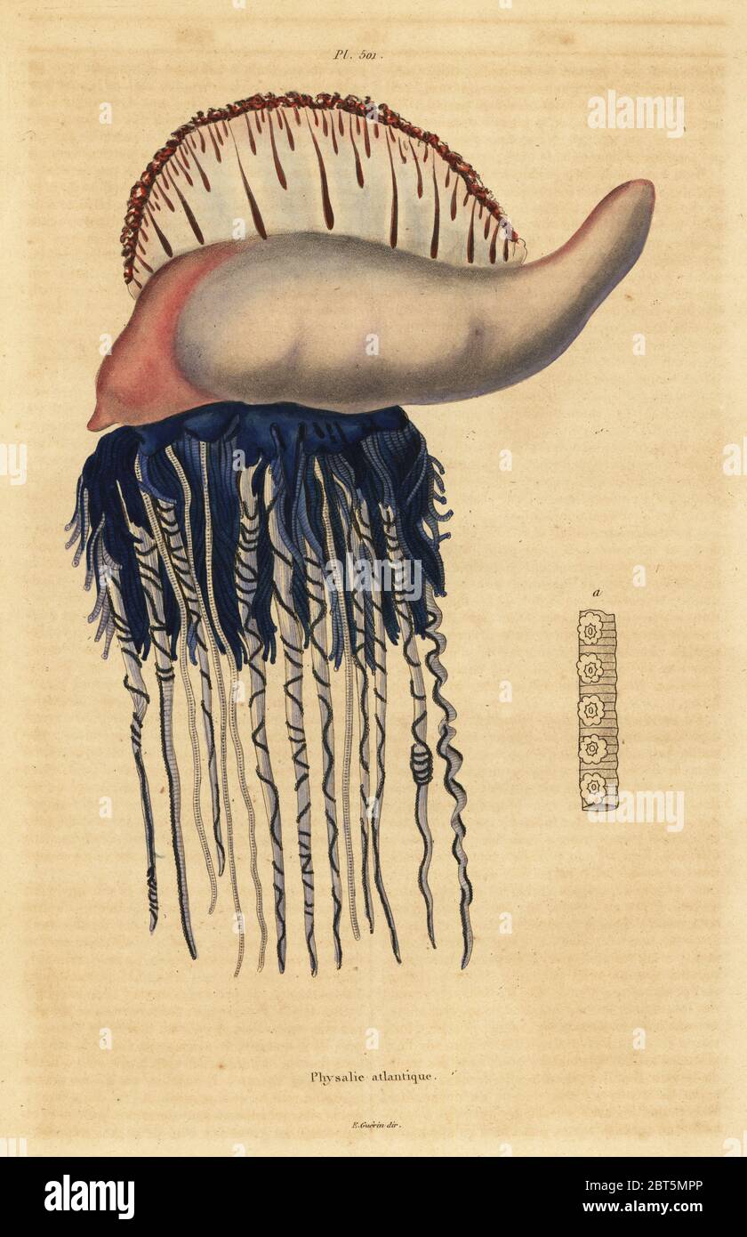 Portuguese man of war sting hi-res stock photography and images - Alamy