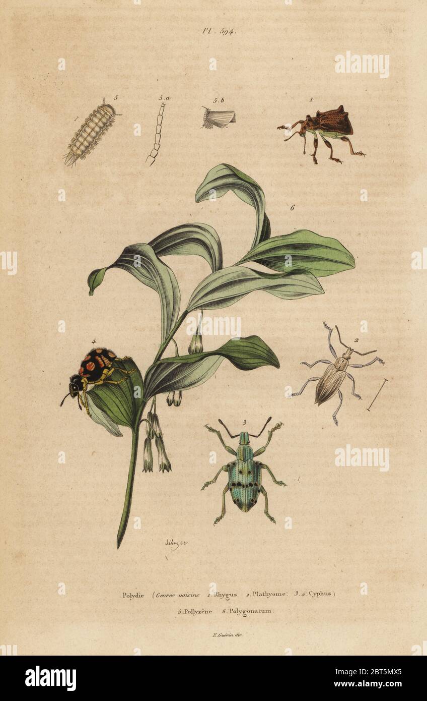 Platyoma hi-res stock photography and images - Alamy