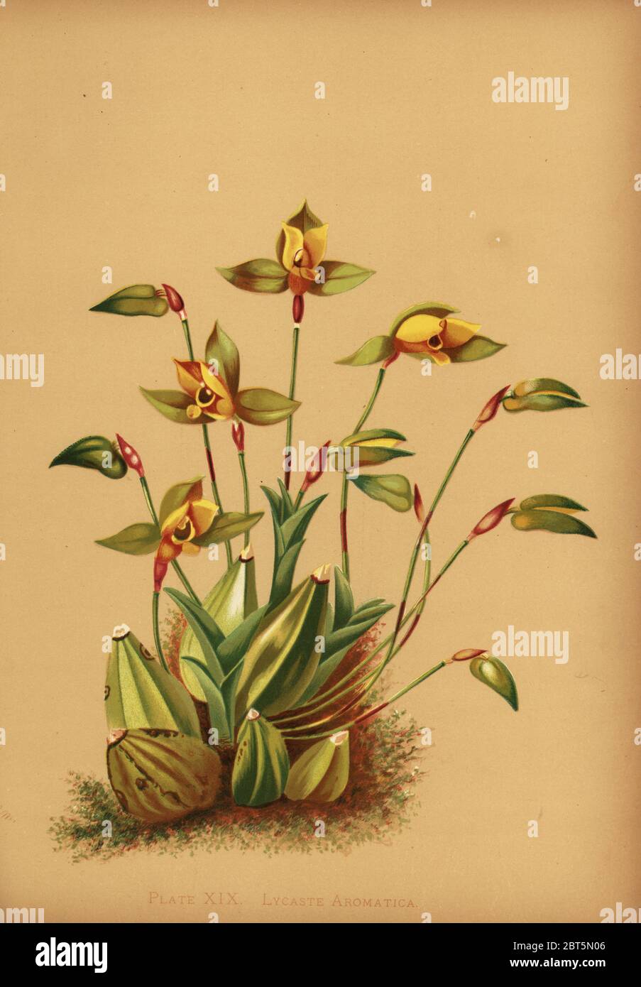 Sweet scented lycaste orchid, Lycaste aromatica. Chromolithograph by ...