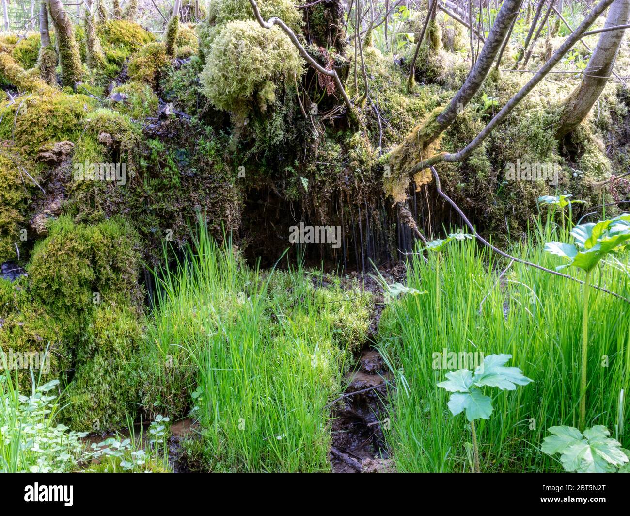 spring landscape from a small river, a lot of bright grass on the bank ...