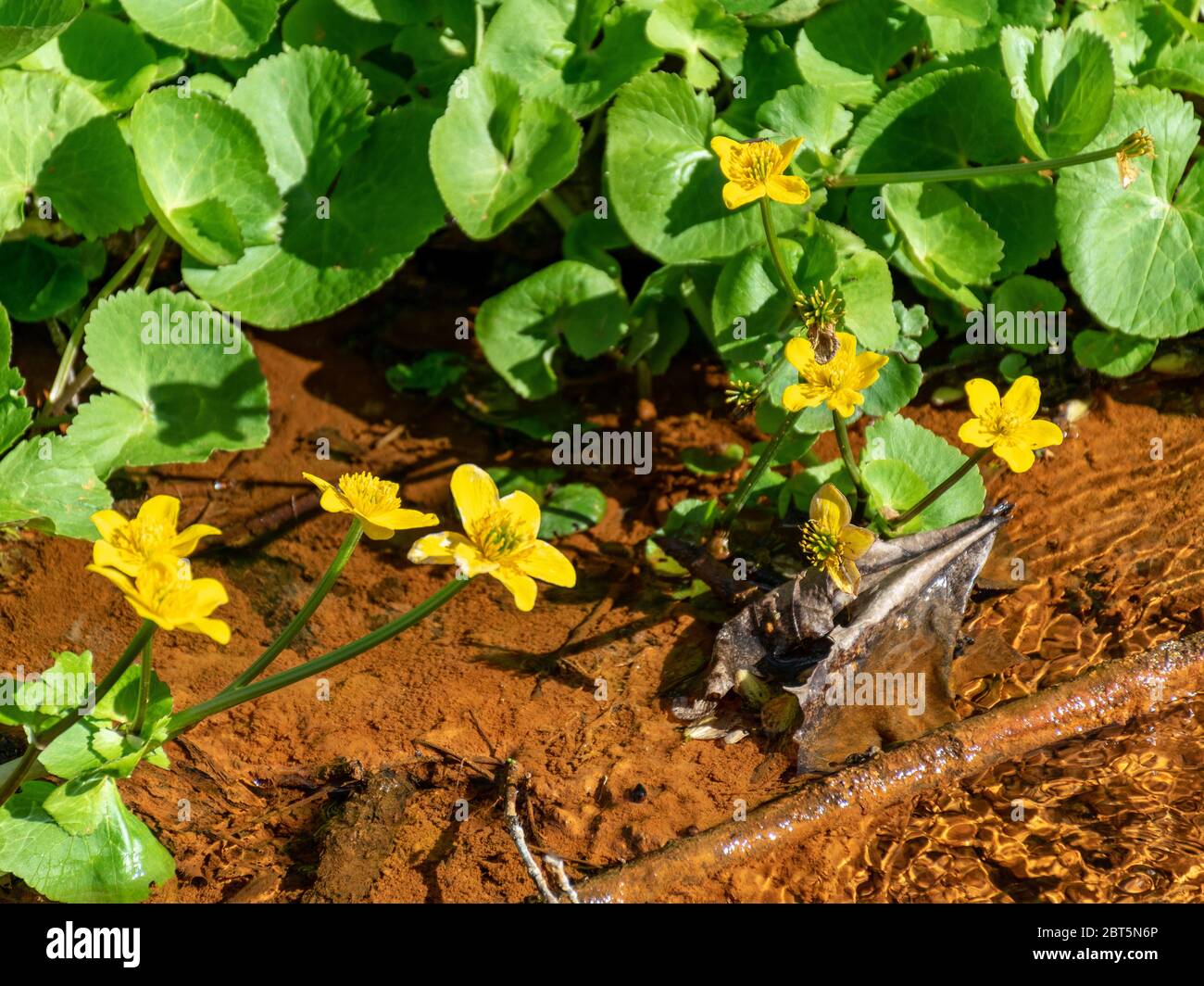 photo with bright yellow spring flower fragments on a bright green ...