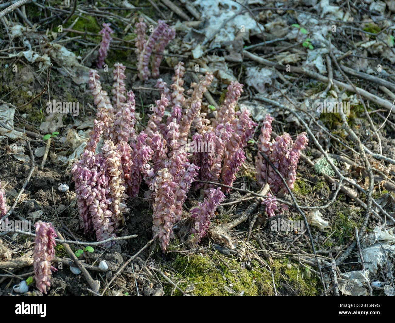 picture with spring herbaceous plant, parasitizes on deciduous or ...