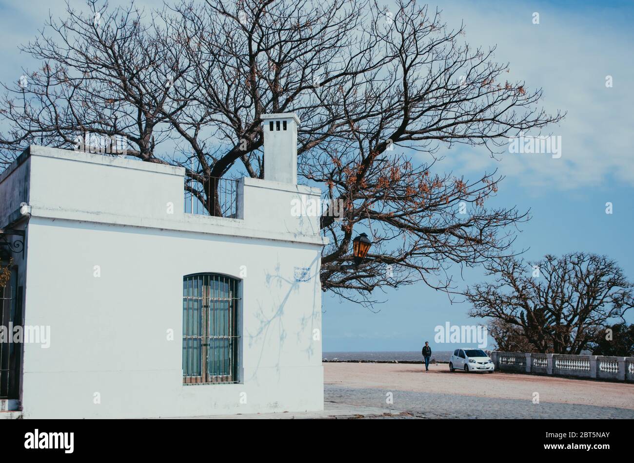 A medium sized colonial house with white walls in front of an old tree ...