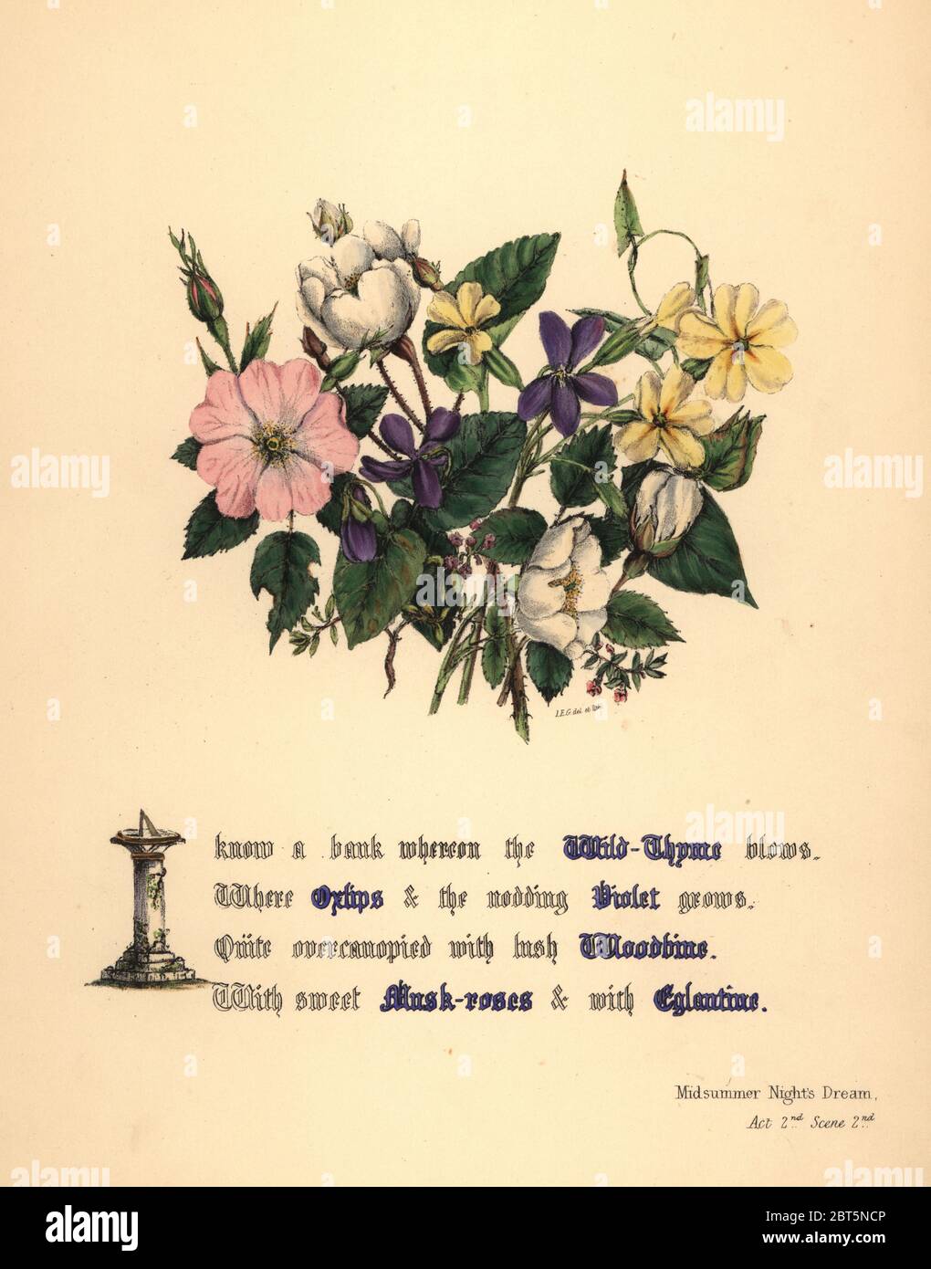 Wild Thyme, Oxlips, Violet, Woodbine, Musk-roses and Eglantine ...