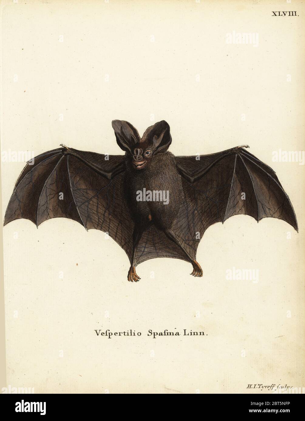 Lesser false vampire bat, Megaderma spasma. Vespertilio spasma Linn ...