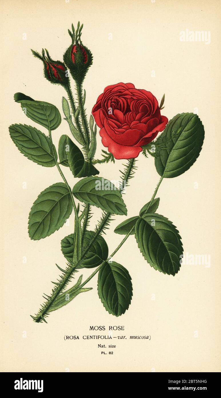 Edward moss hi-res stock photography and images - Alamy