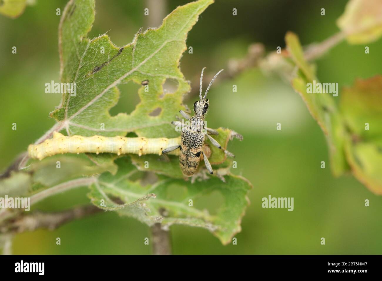 A Black-spotted longhorn Beetle, Rhagium mordax, walking over a Pale ...