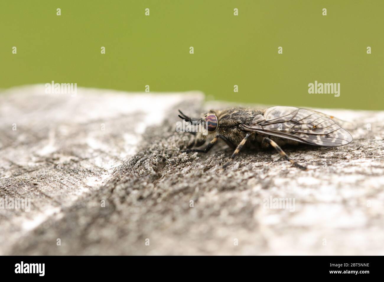 Insects brown wooden fence hi-res stock photography and images - Alamy