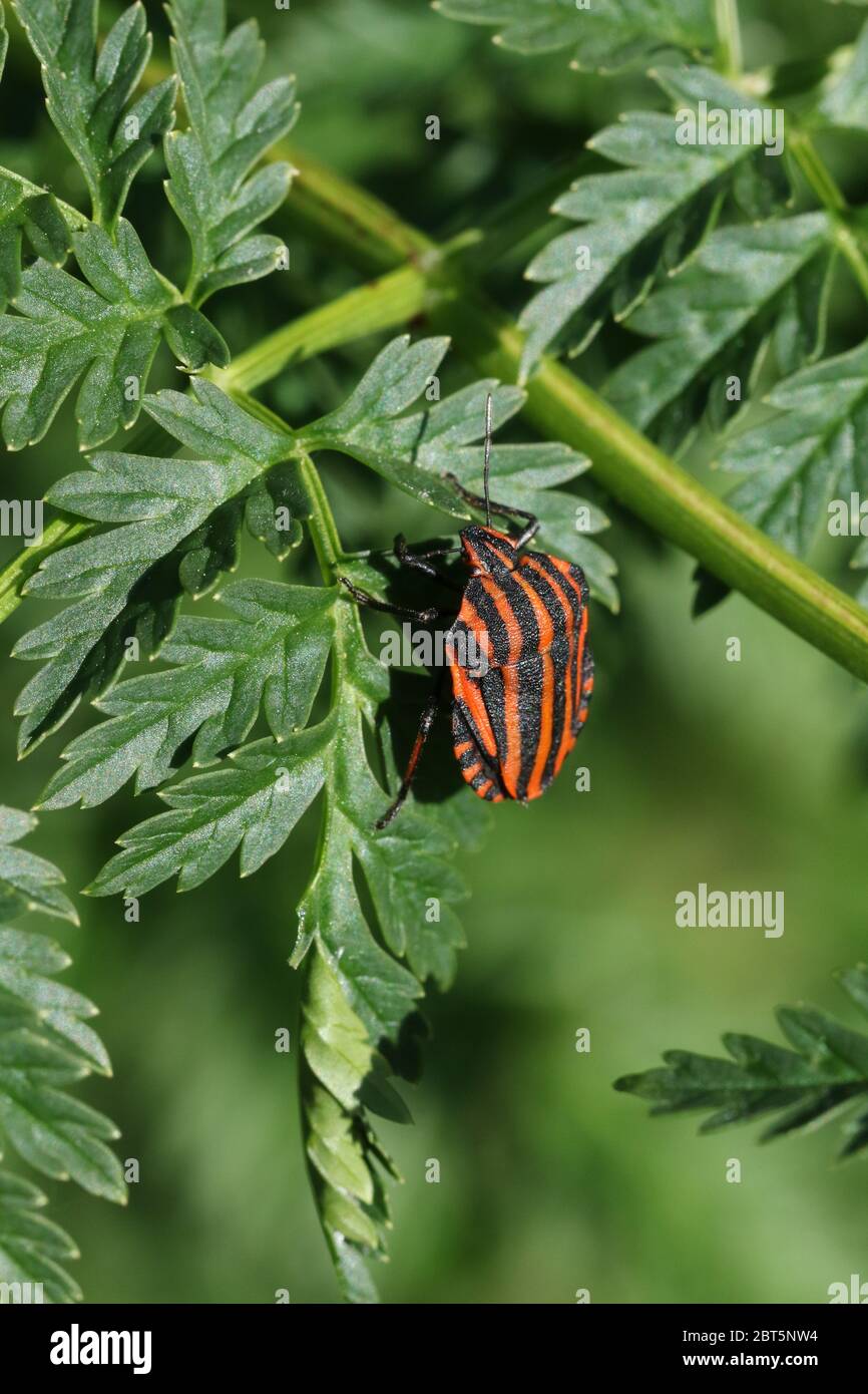 A rare Striped Shield Bug, Graphosoma lineatum, resting on a poisonous ...