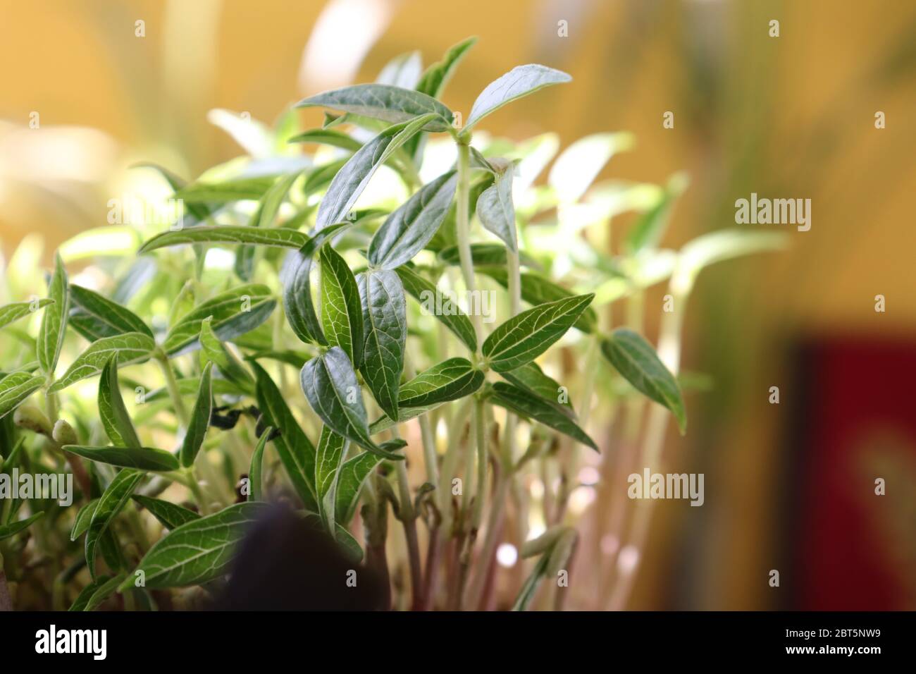 Close up of green gram seedlings hi-res stock photography and images ...