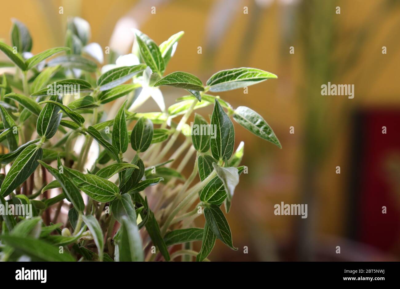 Close up of green gram seedlings hi-res stock photography and images ...