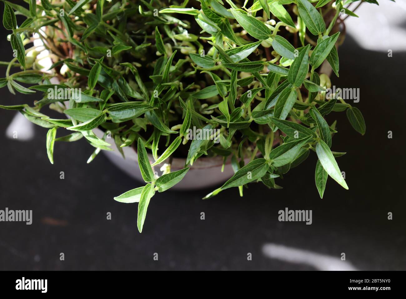 Close up of green gram seedlings hi-res stock photography and images ...