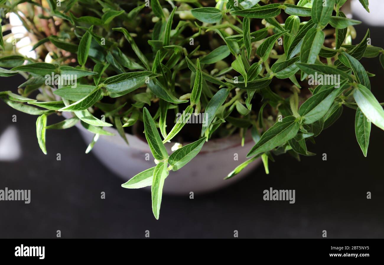 Close up of green gram seedlings hi-res stock photography and images ...