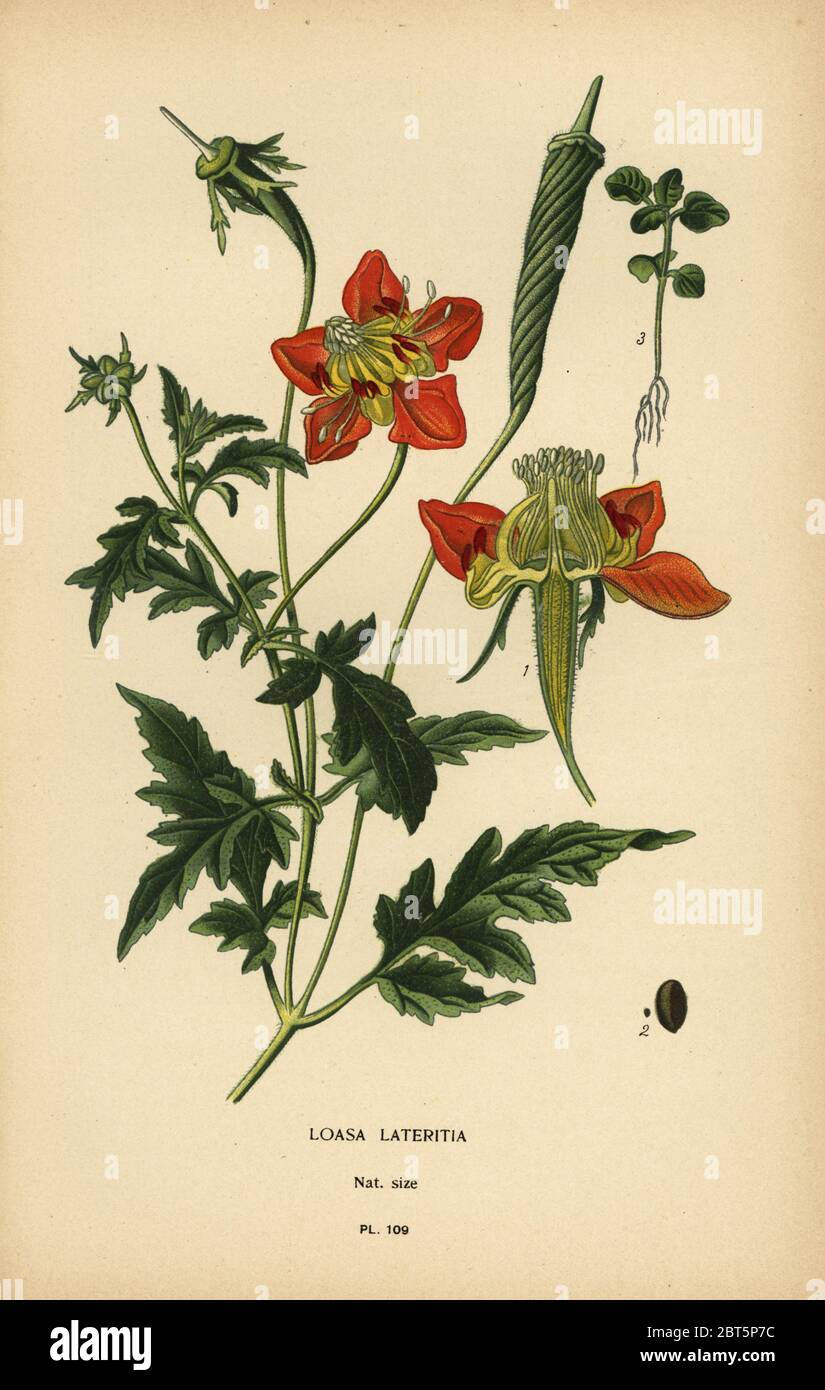 Loasa hi-res stock photography and images - Alamy