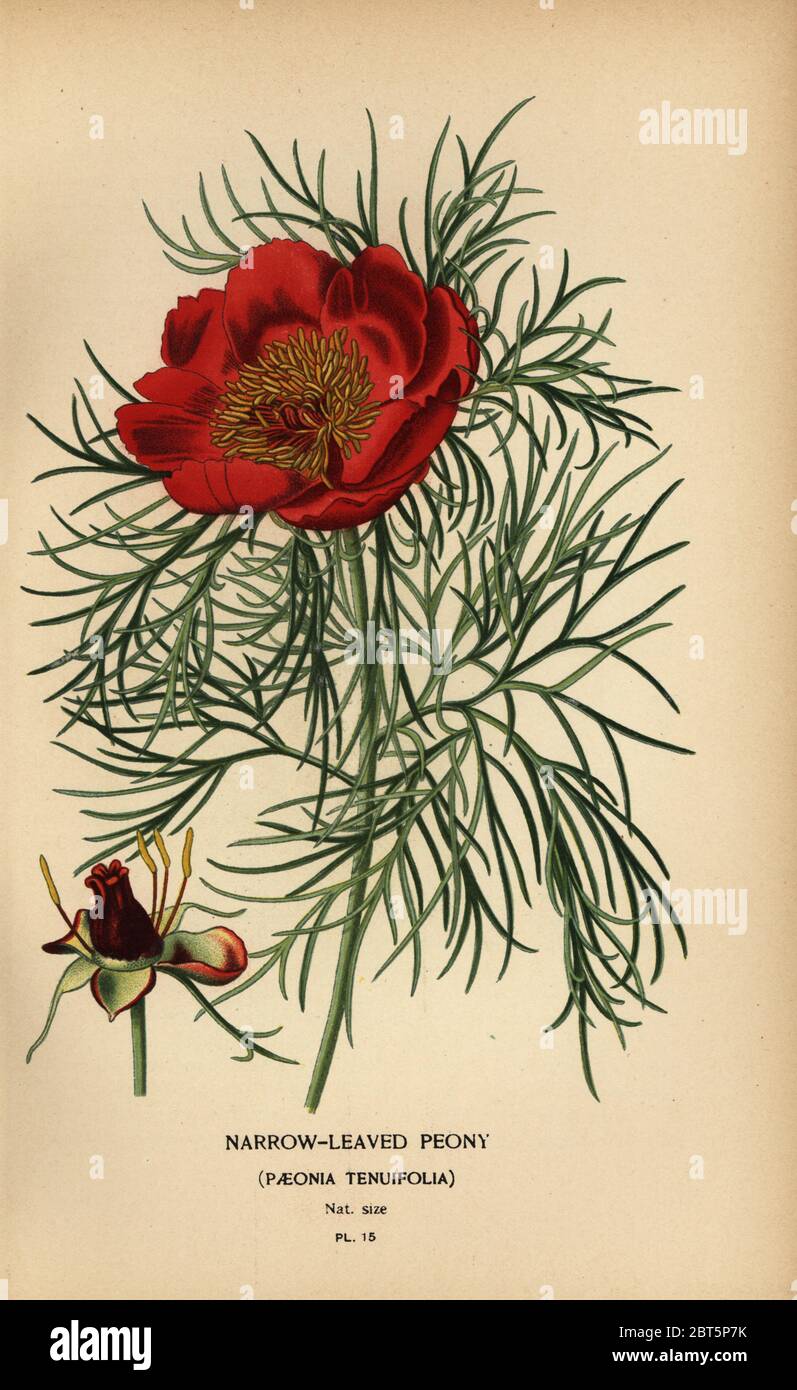 Paeonia tenuifolia narrow leaved hi-res stock photography and images ...