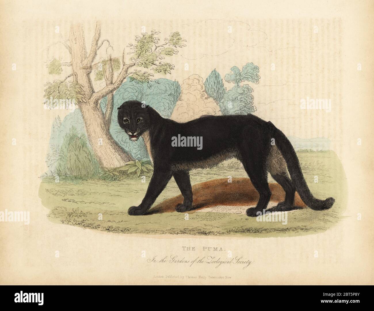 Cougar or The Puma, Puma concolor, in the Gardens of the Zoological ...