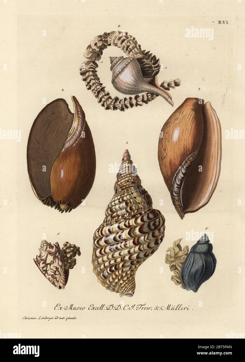 Cymbium species hi-res stock photography and images - Alamy