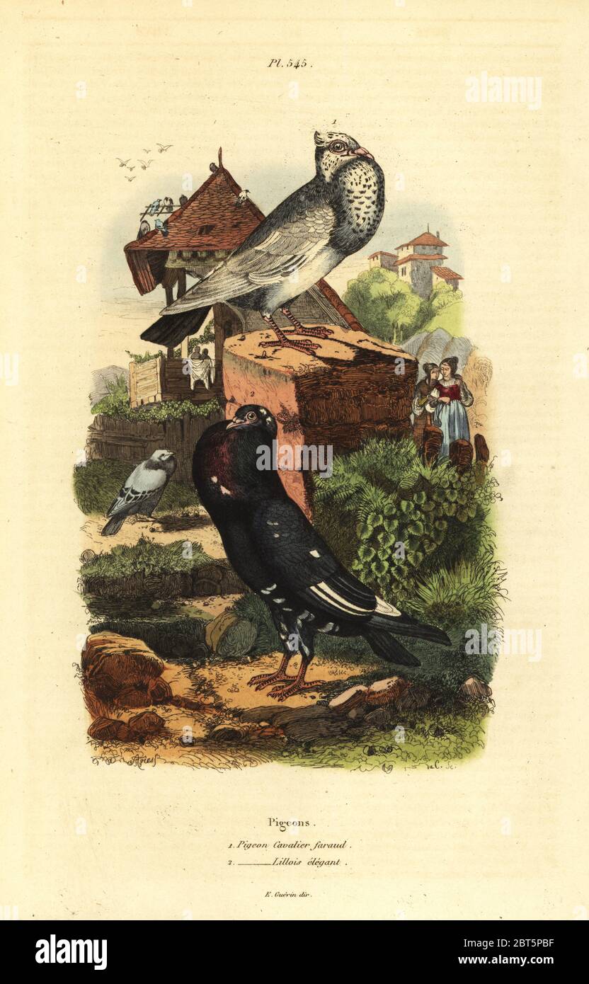 Pigeon cavalier faraud hi-res stock photography and images - Alamy